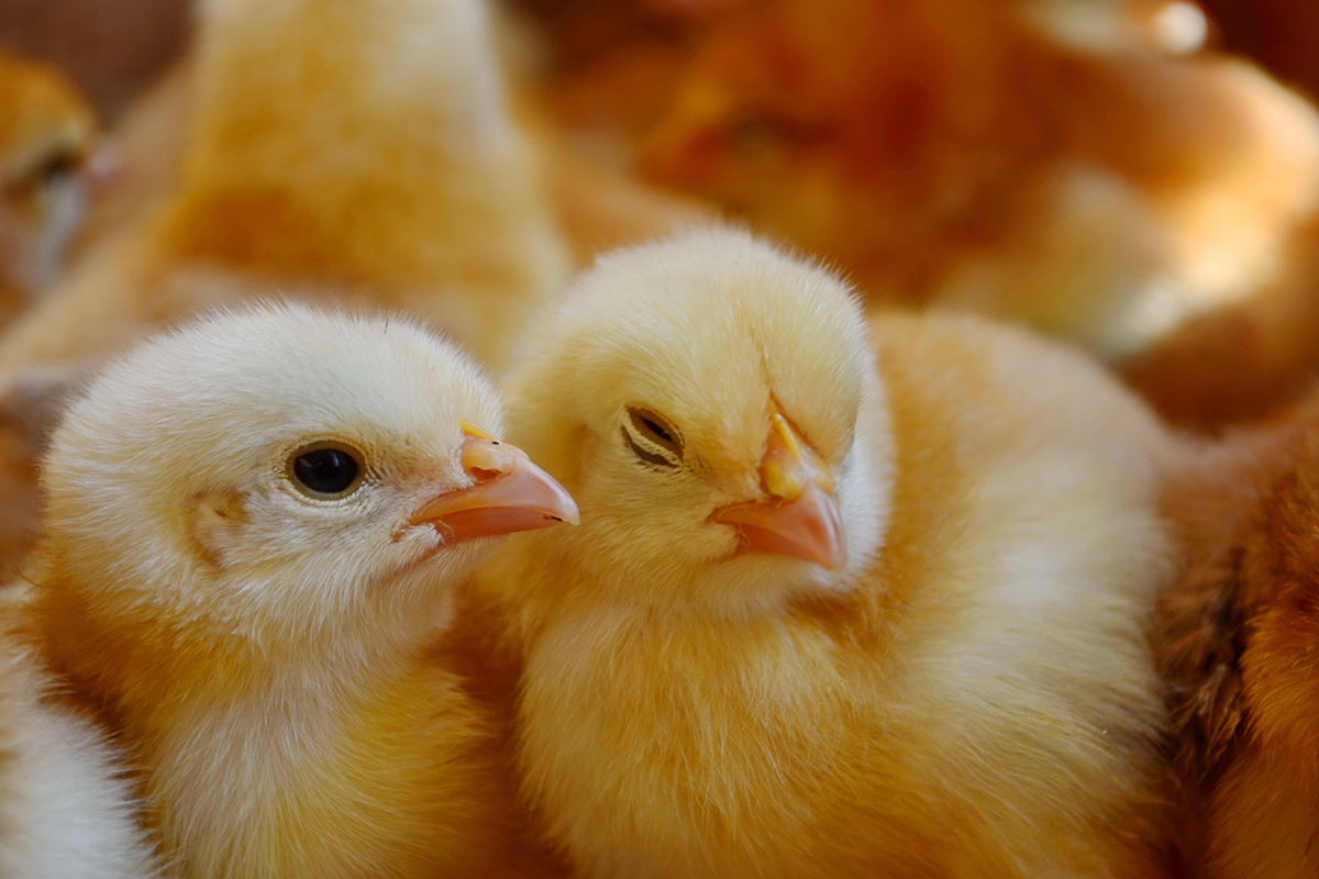 DIY Chicken Brooders & Other Brooder Basics – Videos – Mother Earth News